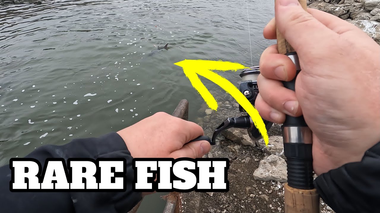 OVER 100 Pounds of FISH at Tiny Spillway! - YouTube