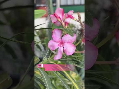 Laurel Rosa: La Planta Más Resistente y Bonita para Tu Jardín #adelfa #plantas #flores