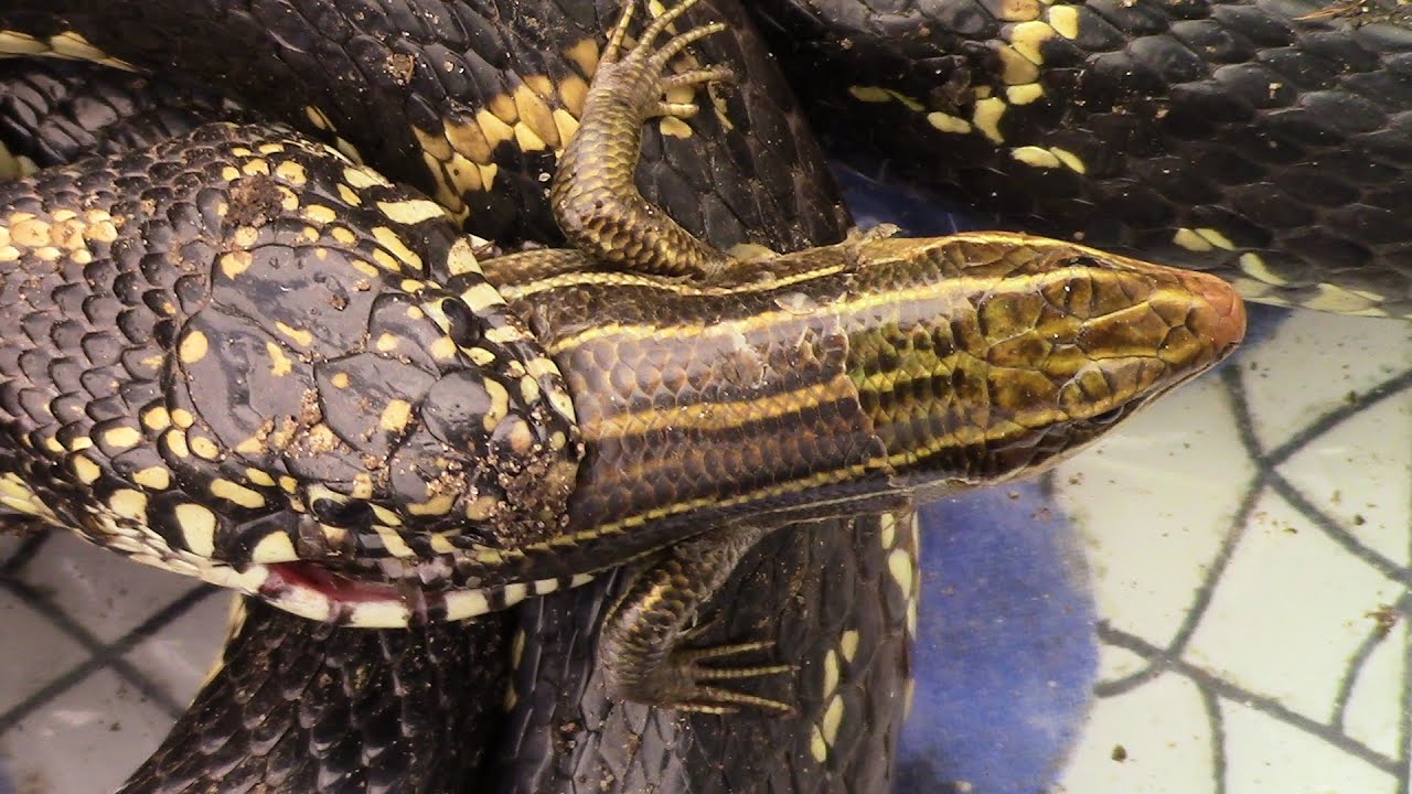 My new king snake eats my skinks!!! - YouTube