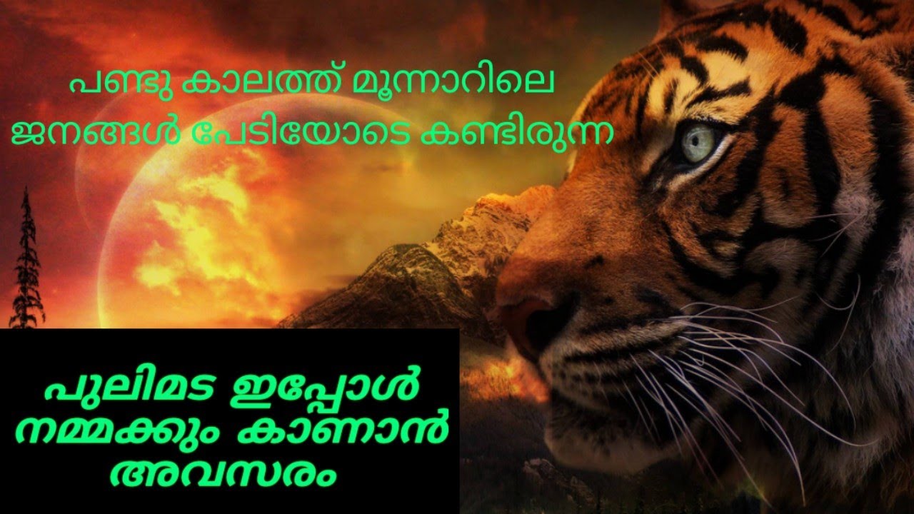 TIGER CAVE MUNNAR | MUNNAR TOURIST PLACE | TRAVEL WITH AALOK |Vlog - 58 ...