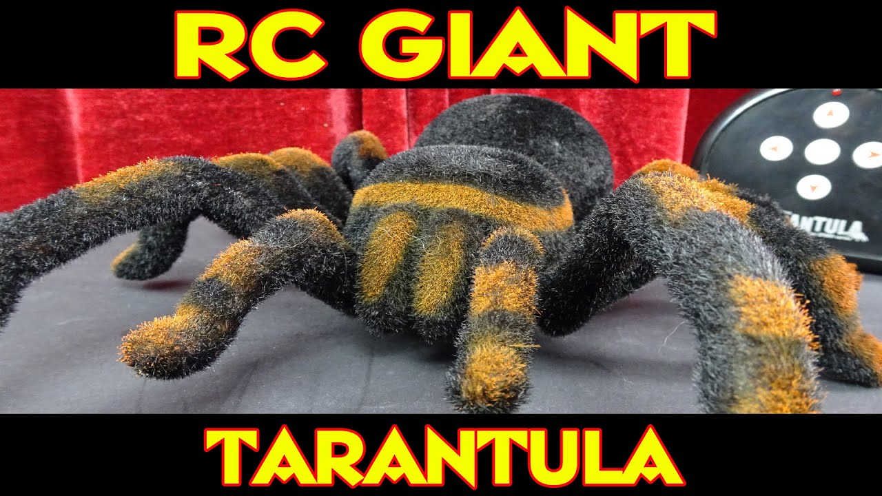 "RC RIESENSPINNE TARANTULA FERNSTEUERBAR" - YouTube