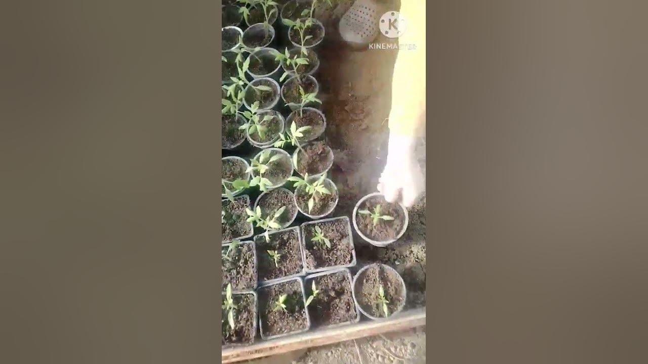 Sadnja (pikiranje) paradajza, kako filip sadi 🍅 #followme #tomato - YouTube