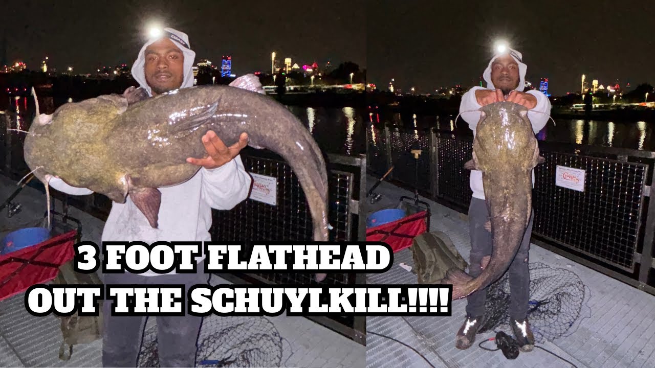 Caught a MONSTER 3-Foot Flathead Catfish in the Schuylkill River! - YouTube