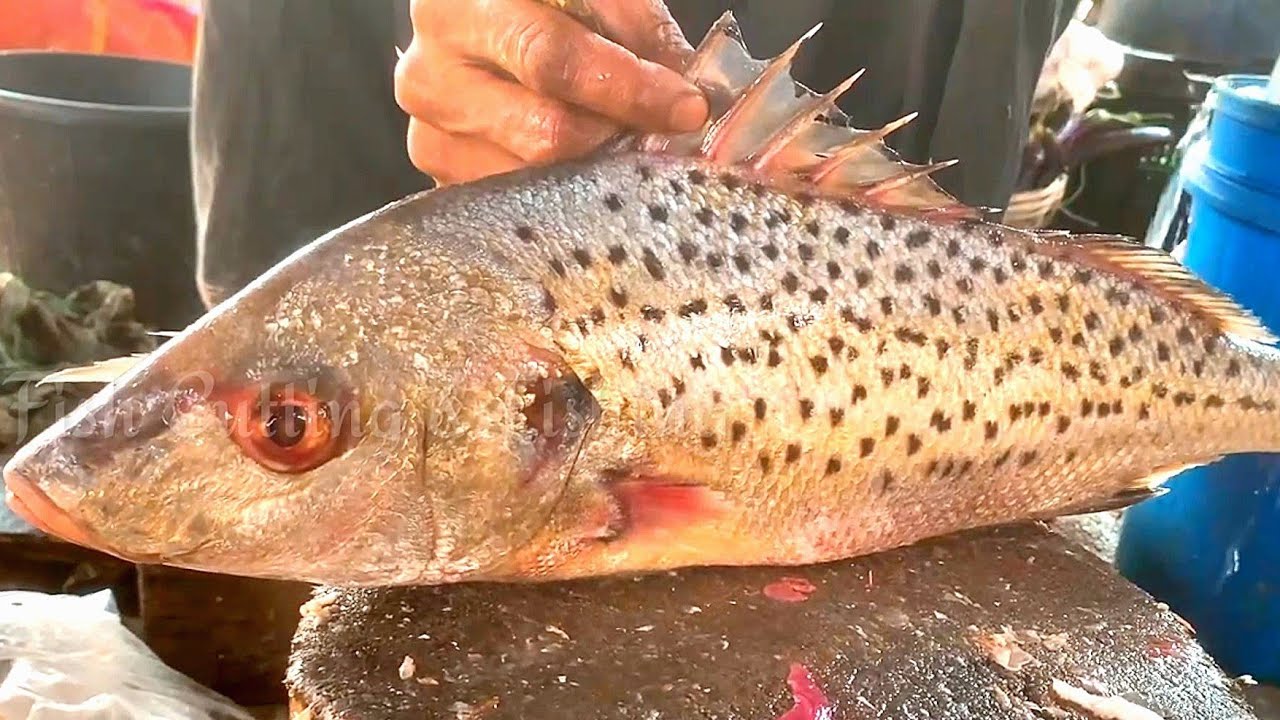 Tiger Snapper Fish The Most Expensive Beautiful Fish Cutting Skills ...