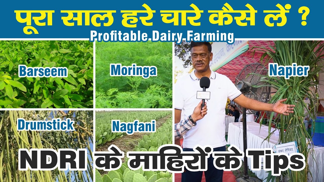 पूरा साल हरे चारे कैसे लें ? NDRI के माहिरों के Tips - YouTube