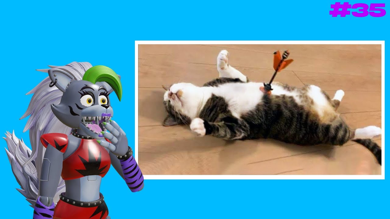 Roxanne Wolf REACTS to Cat Memes Part 35 - YouTube