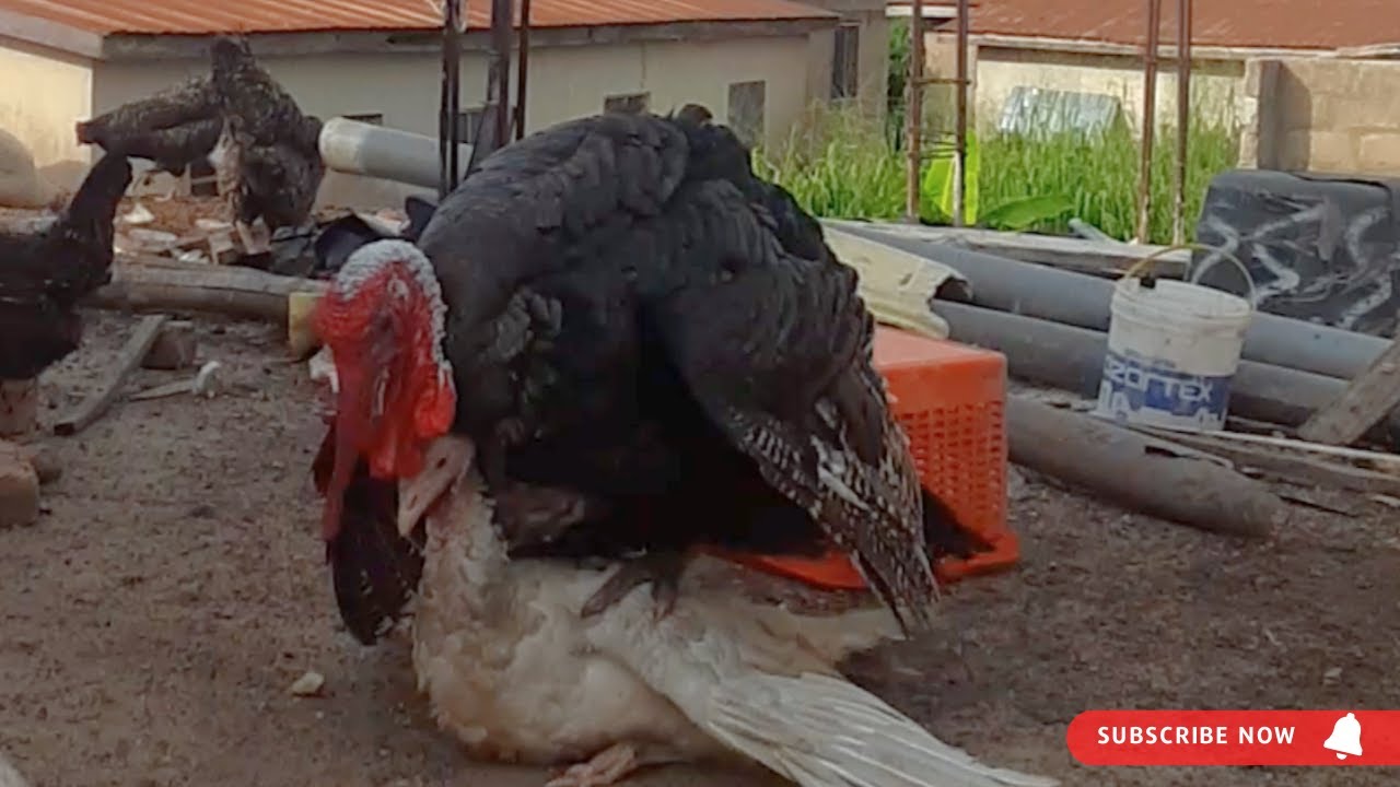 How to make your turkeys lay eggs for a long time || Turkey farming ...