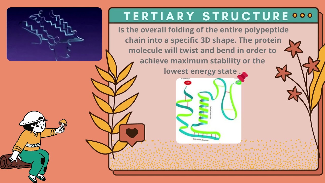 Proteins Protein Structural Level Folding And Intermolecular Forces