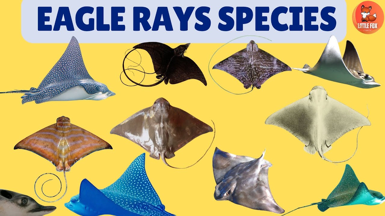 Different Types of Eagle Ray Species Name in English for kids # ...