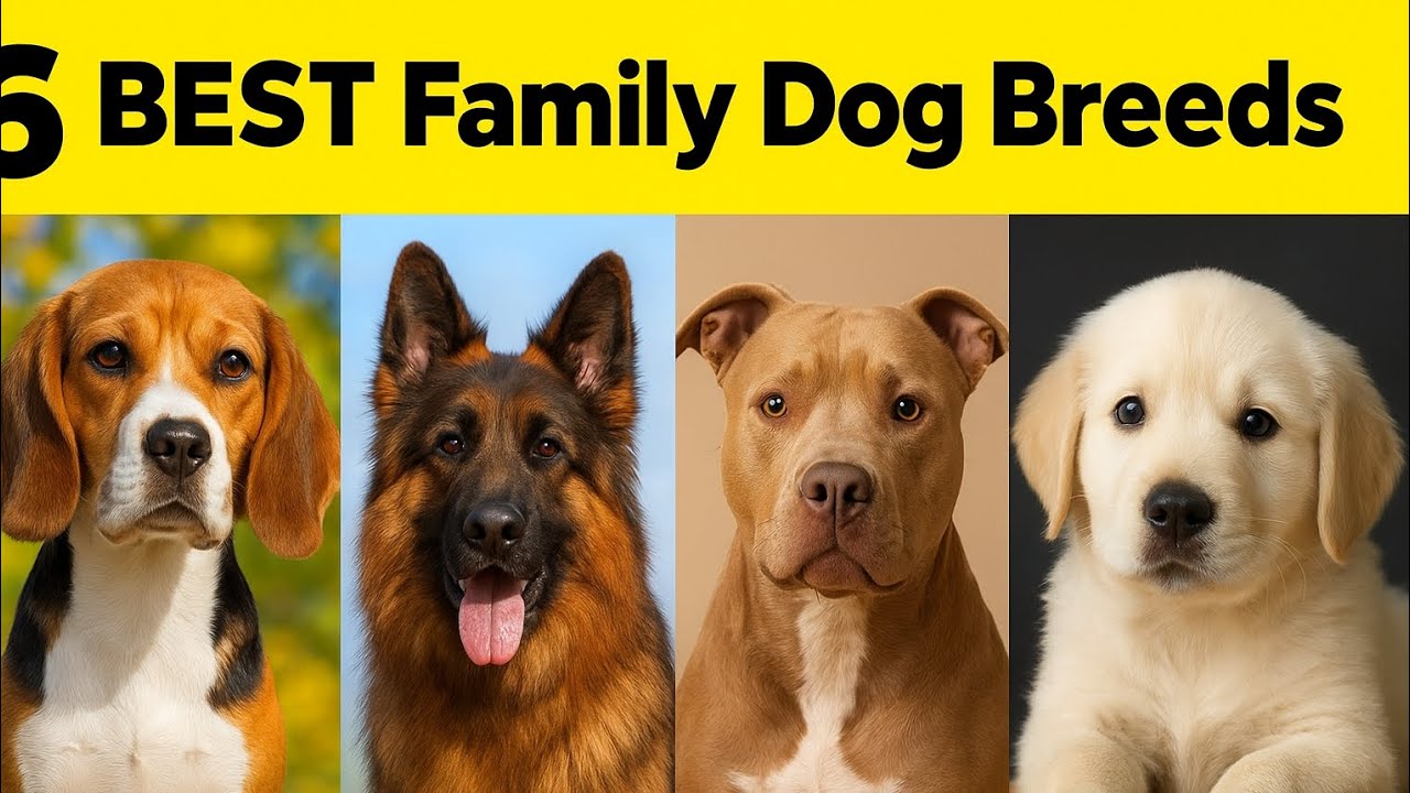 🐾 Top 6 Best Family Dog Breeds | Smart, Loyal & Kid-Friendly Companions ...