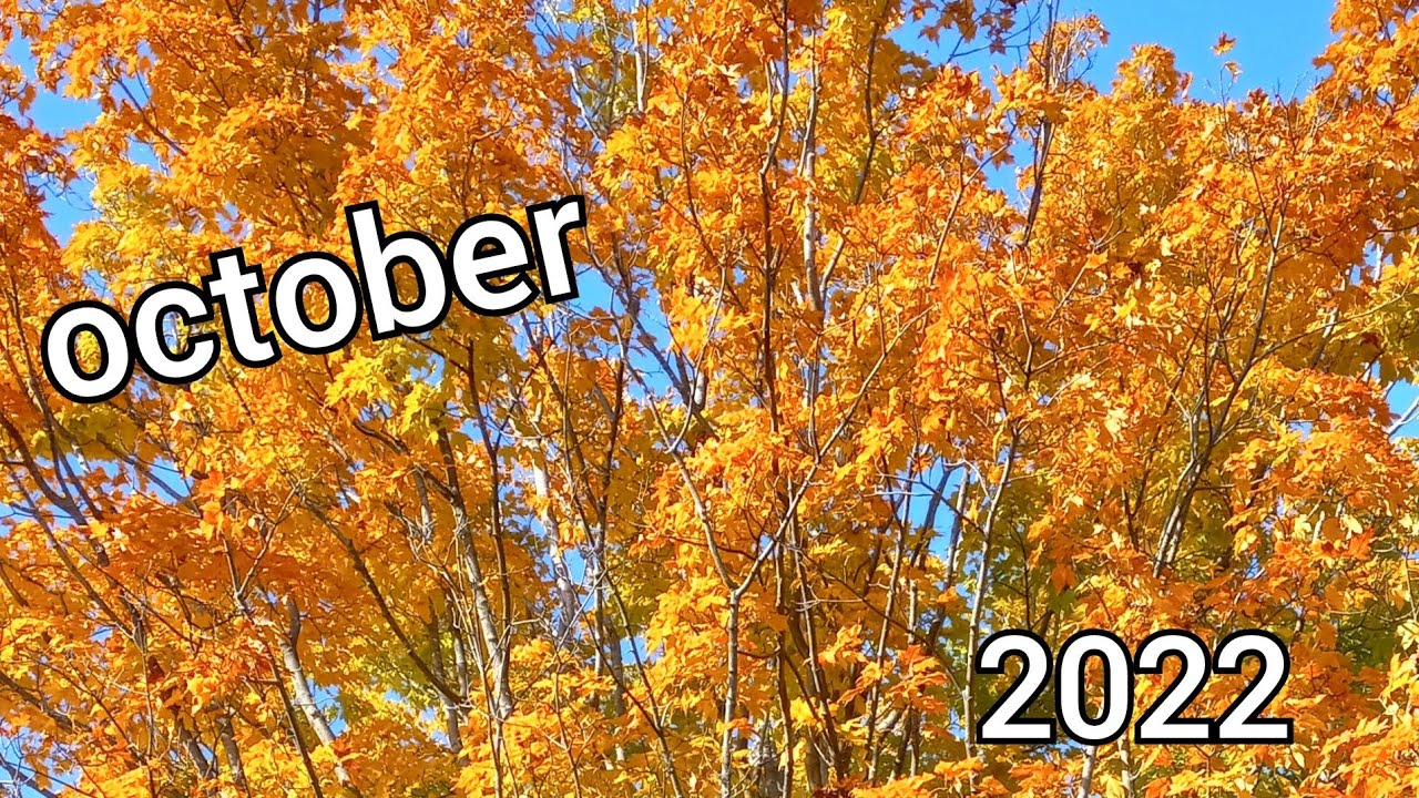 the squirrels are coming (october 2022 vlog) - YouTube
