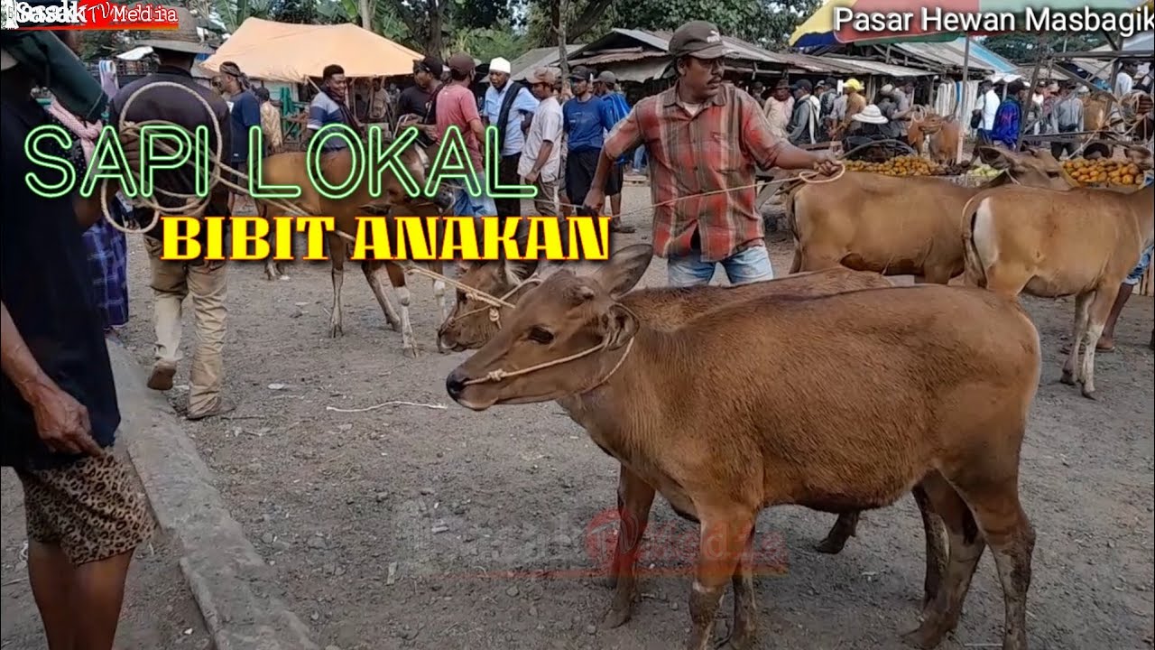 HARGA BIBIT SAPI BALI TERBARU - YouTube
