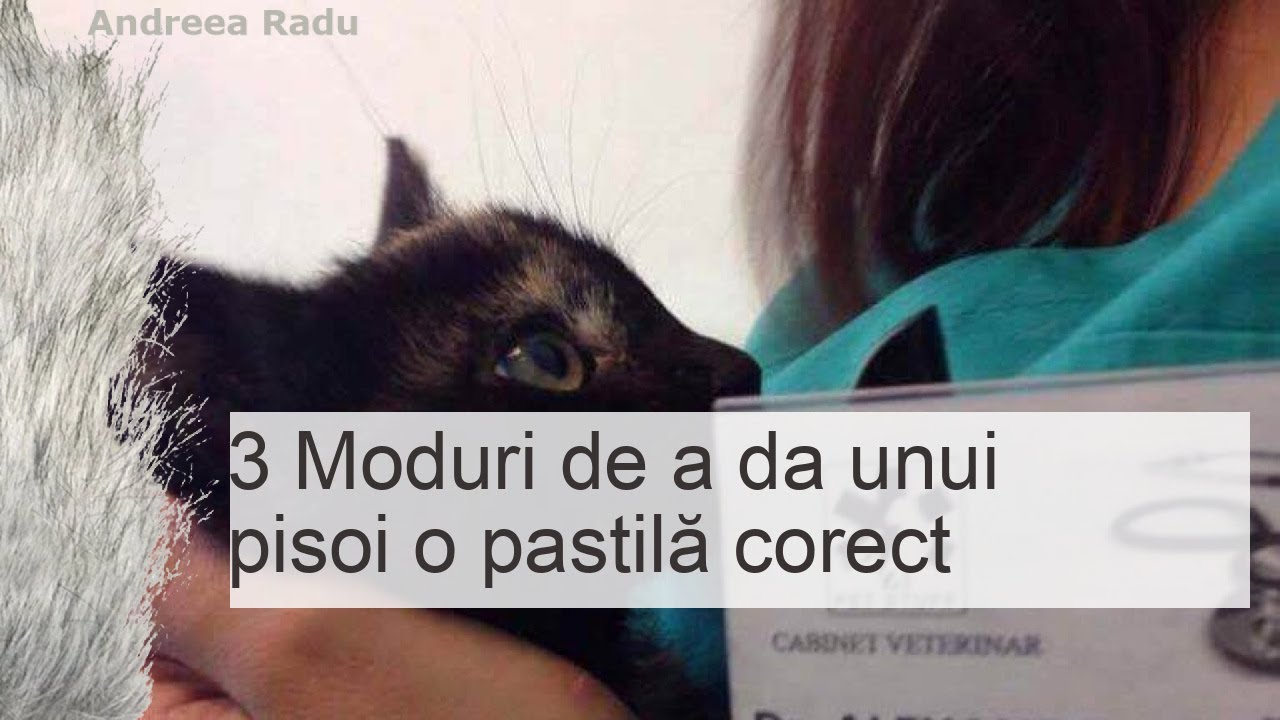 Cum să dai o pastilă unui pisoi: sfaturi pentru proprietari (în mai ...