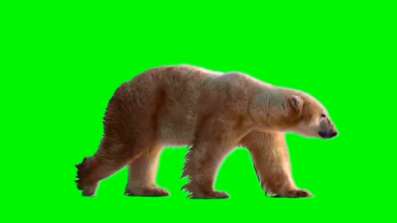 Bear on Green Screen - YouTube