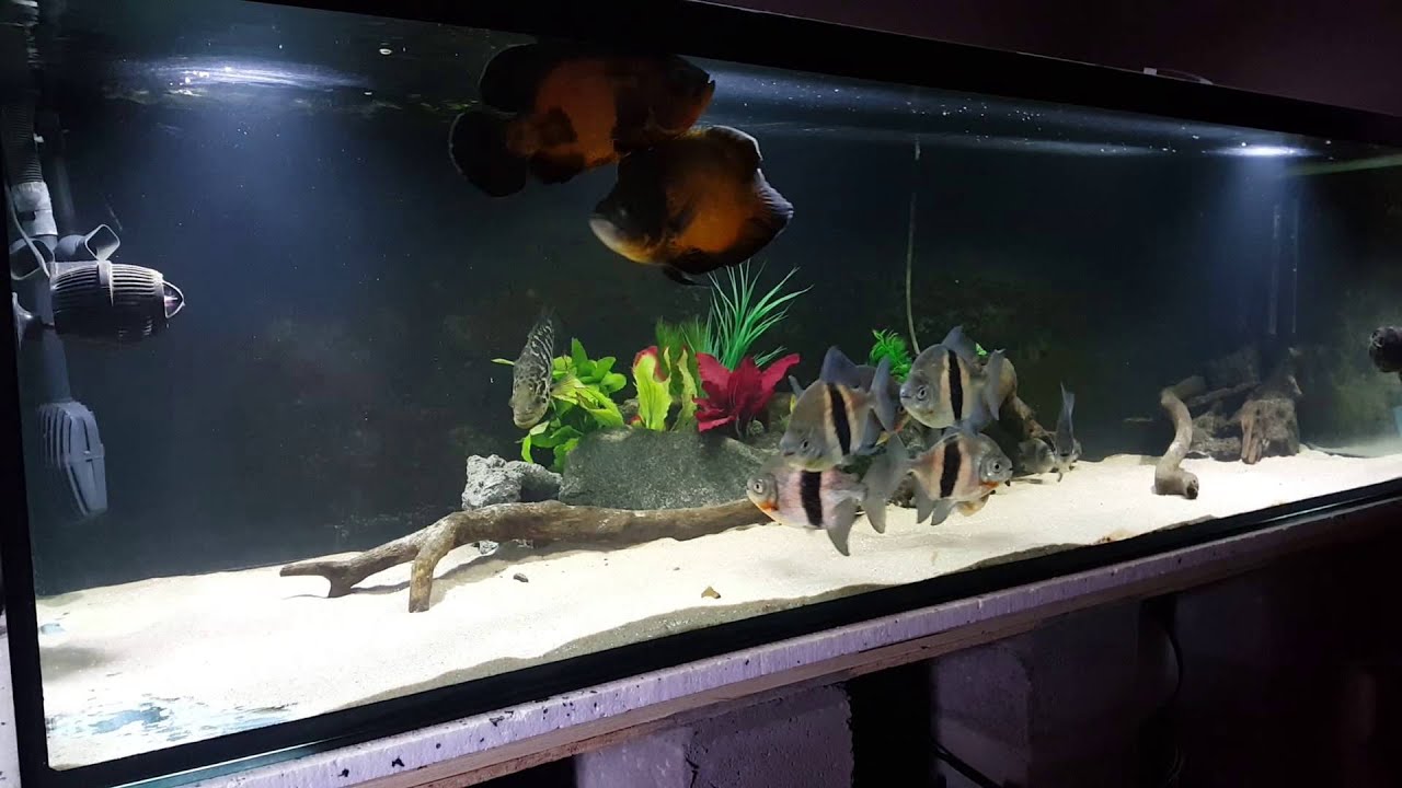 Wide Bar Dollars - YouTube