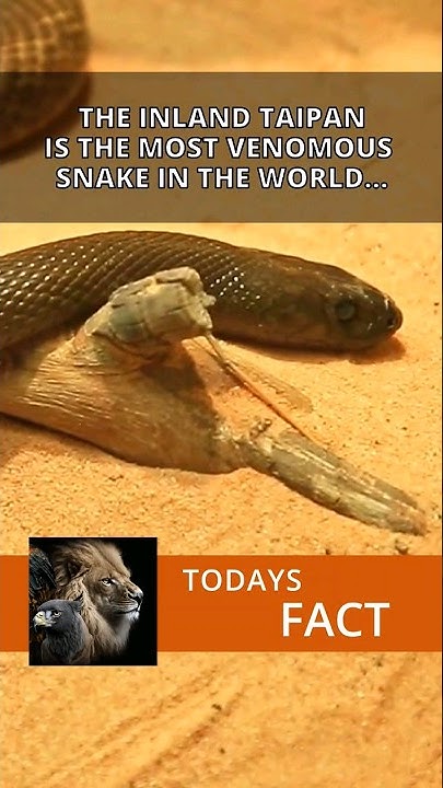 The Inland Taipan is the most venomous snake... 🪱 Follow 4 DAILY facts ...