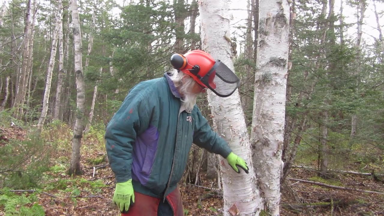 46 Felling a Multi-Stem White Birch in the Woodlot - YouTube