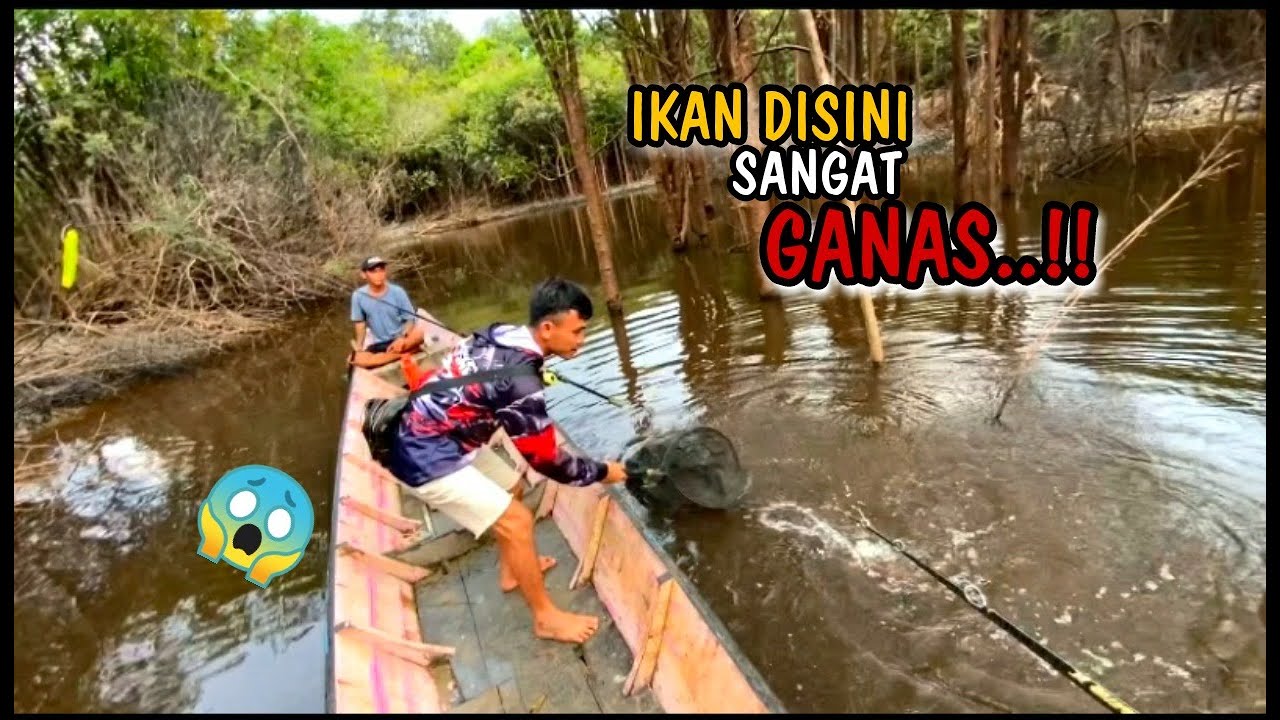 TRIP..MANCING IKAN TOMAN DAN KERANDANG DISUNGAI KENEPAI - KALIMANTAN BARAT - YouTube