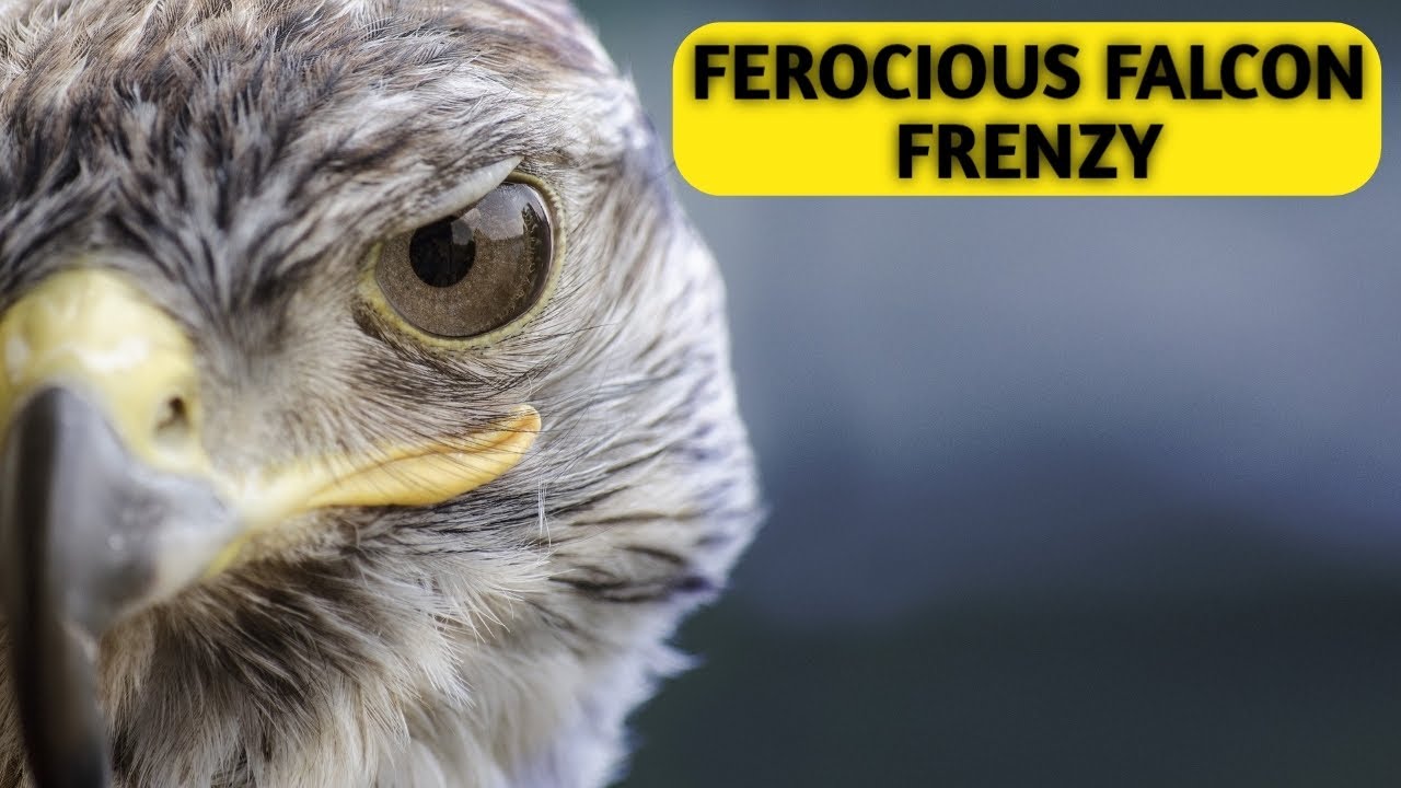 FEROCIOUS FALCON FRENZY - YouTube
