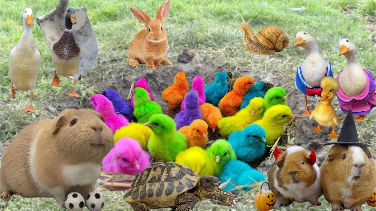 Catch Cute Chickens Rainbow Chickens Colorful Chickens Ducks Betta Fish ...