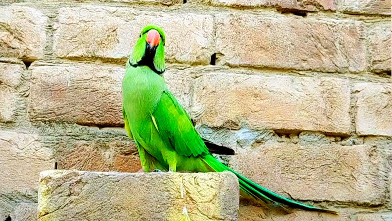 Green Parrot Talking Birds Natural Sounds 4K Videos - YouTube