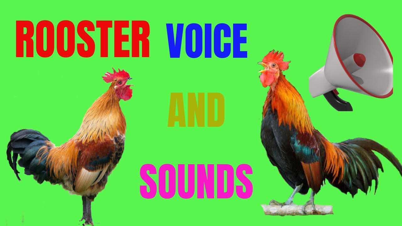 Rooster Sounds | Rooster Voice | Rooster Real Voice / Rooster | Animal ...