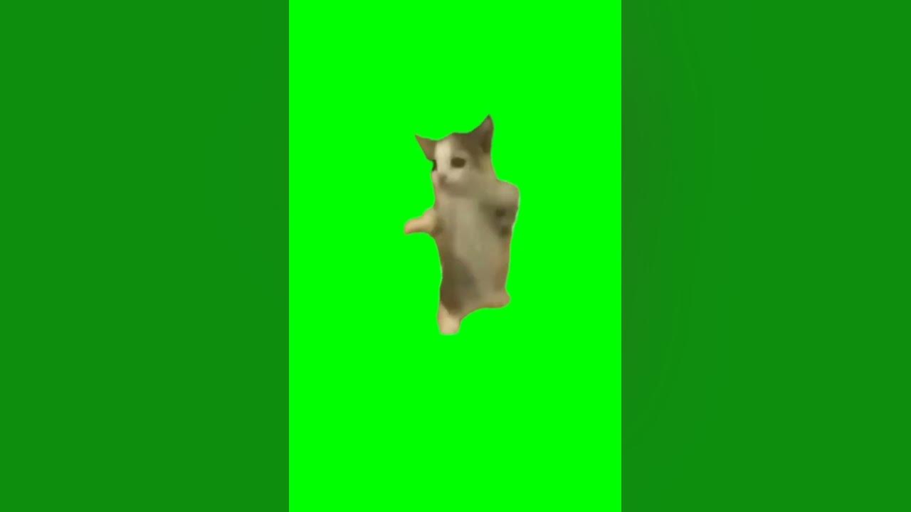 Happy Happy Happy Cat Dancing Meme Template Green Screen Shorts Cat