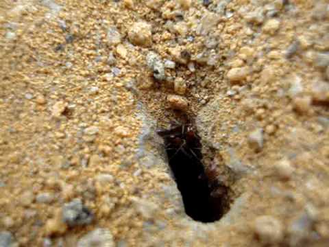 formiguinhas Z 2 - YouTube