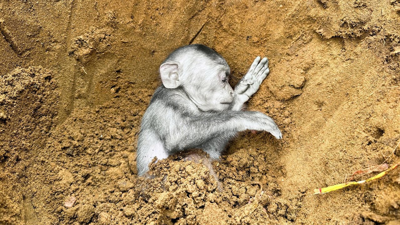 Unbelievable!!! This Is How Baby Monkey Reacted When His Mom Made ...