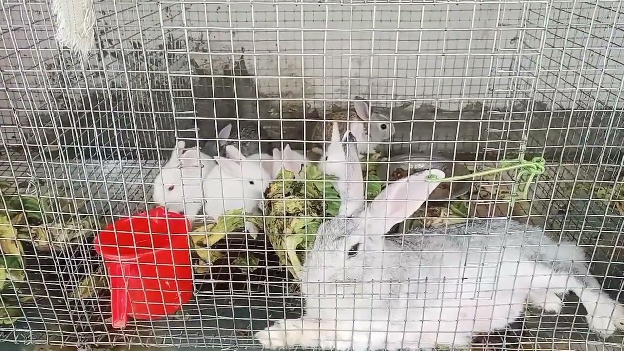 Rabbit family - YouTube