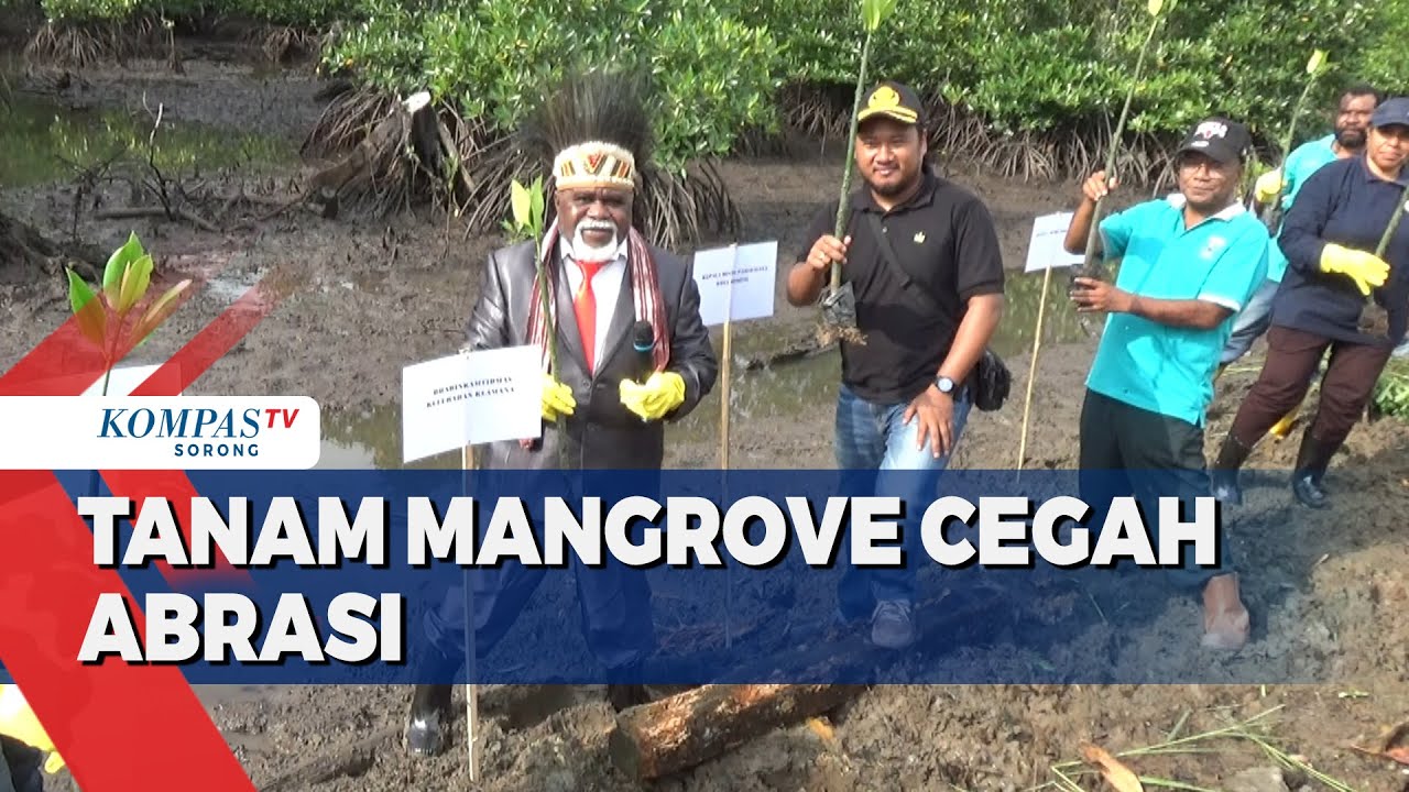 Dinas P2KP Prioritaskan Program Penanaman Mangrove - YouTube