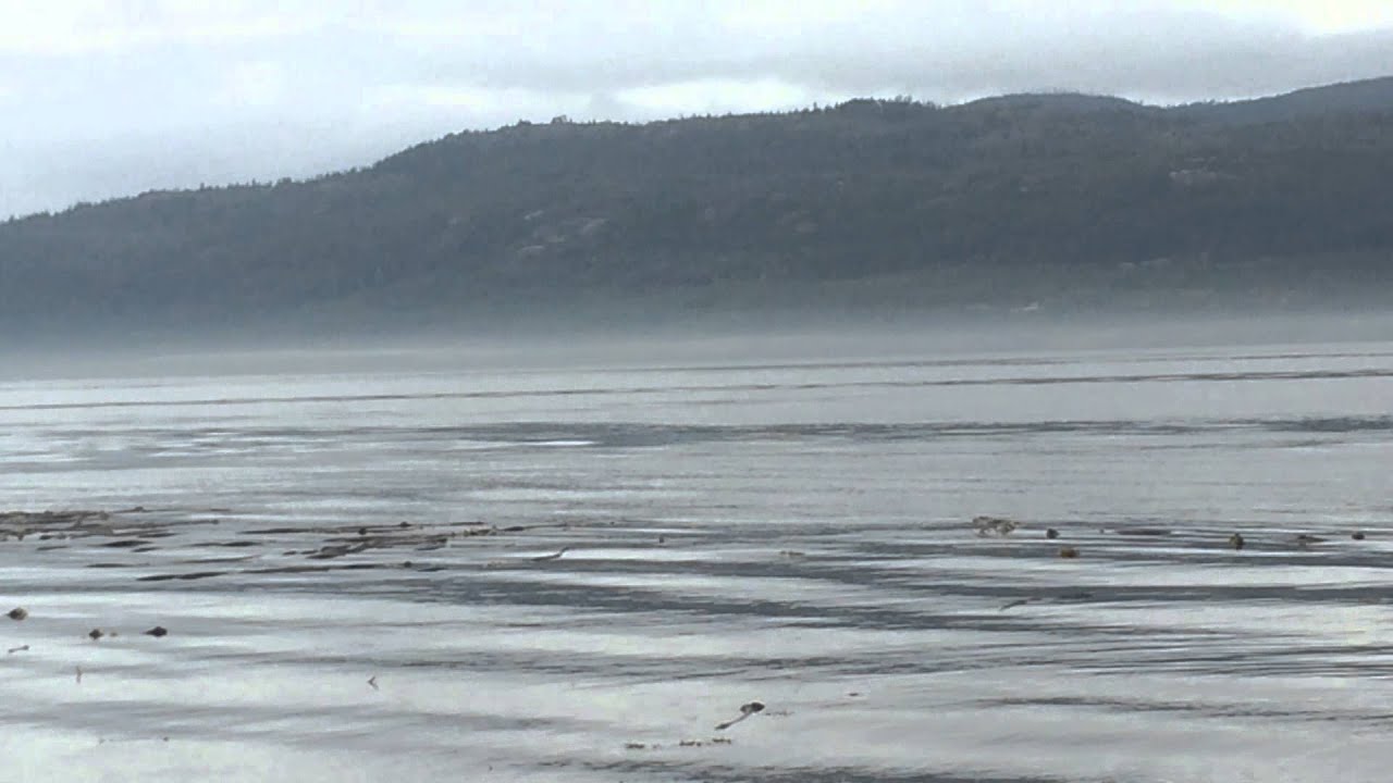 A42 Orca Pod, 15th of Aug, '14. Wildcoast Kayaking Adventures- Orca ...