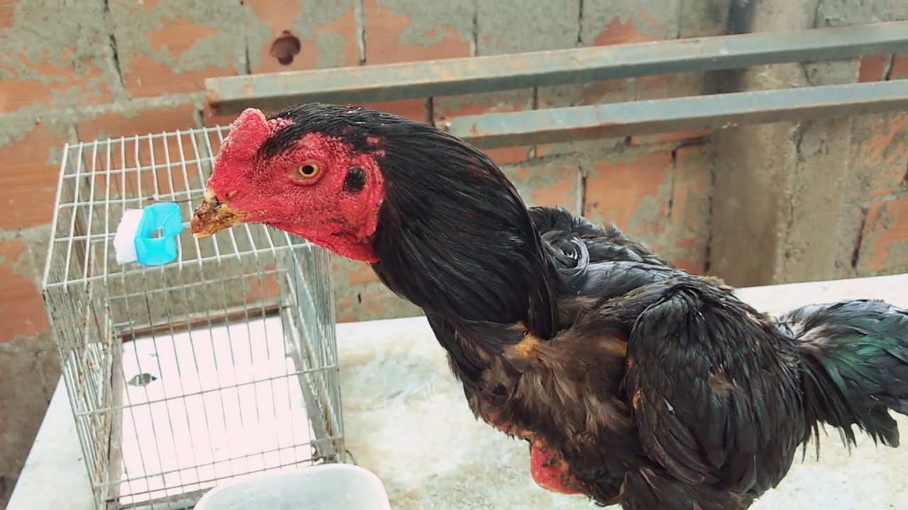 Galo índio de combate mostrando minha criação parte 1 - YouTube