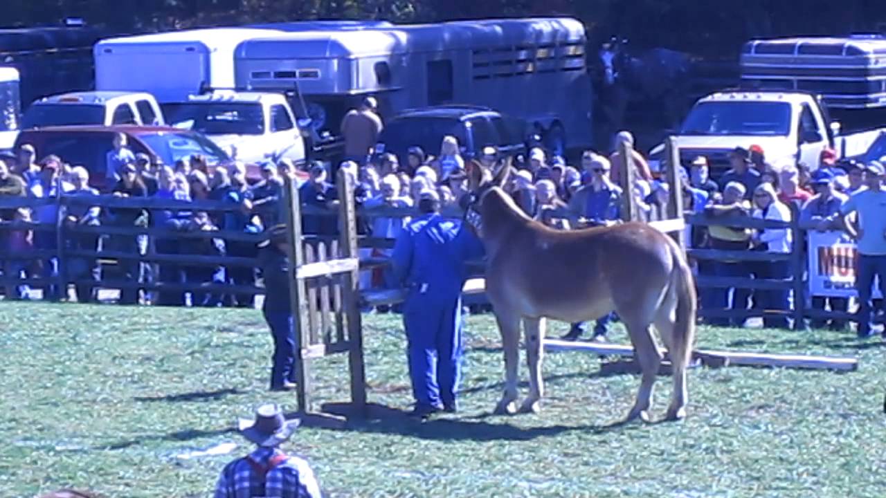 More Mule Jumping at the Blue Ridge Folklife Festival 10-22-11 - YouTube
