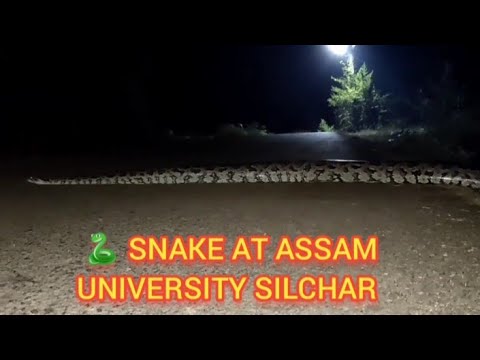 OMG BIG SNAKE 🐍 AT ASSAM UNIVERSITY SILCHAR II BURMESE PHYTHON - YouTube