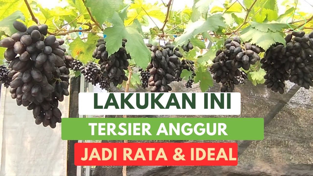 Buah Anggur Menjadi Lebat Dengan Meratakan Cabang Tersier Youtube