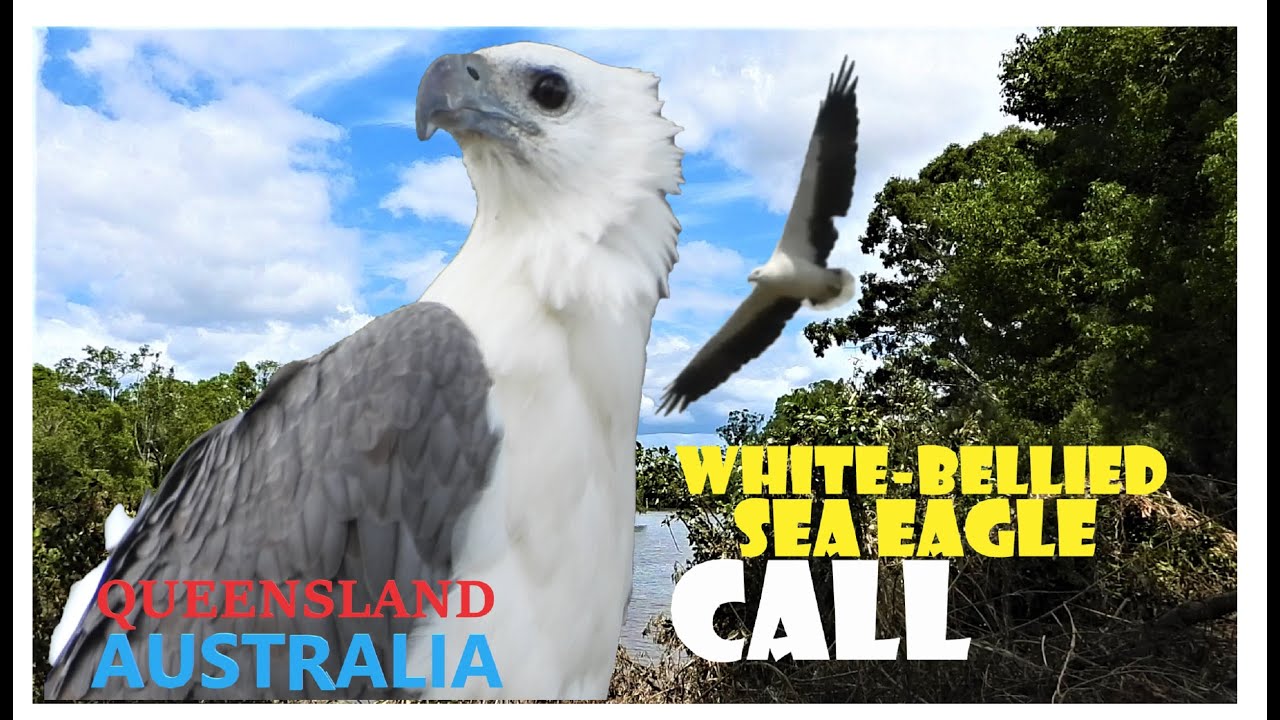 White-bellied Sea Eagle Call, Queensland - YouTube