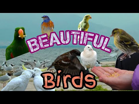 𝔹𝕖𝕒𝕦𝕥𝕚𝕗𝕦𝕝 𝔹𝕚𝕣𝕕𝕤 || 𝕨𝕠𝕣𝕝𝕕𝕤 𝕓𝕖𝕤𝕥 𝕓𝕖𝕒𝕦𝕥𝕚𝕗𝕦𝕝 𝕓𝕚𝕣𝕕𝕤 || 𝕎𝕒𝕊𝕚 𝔽𝕦𝕟 𝕋𝕧 - YouTube