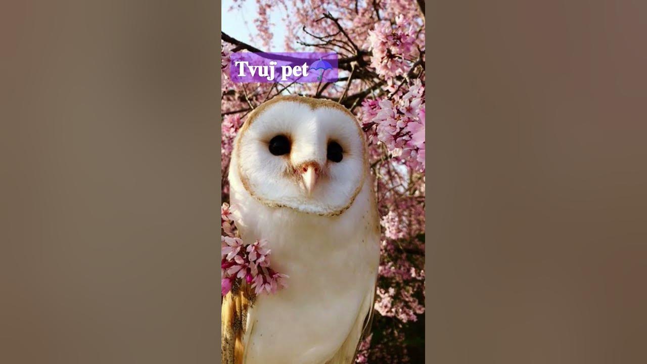𝐙̌𝐢𝐯𝐨𝐭 𝐩𝐨𝐝𝐥𝐞 𝐩𝐢̄𝐬𝐦𝐞𝐧 𝐊👾🍇🪩☂️💷 Name Spring Edit Purple Youtube