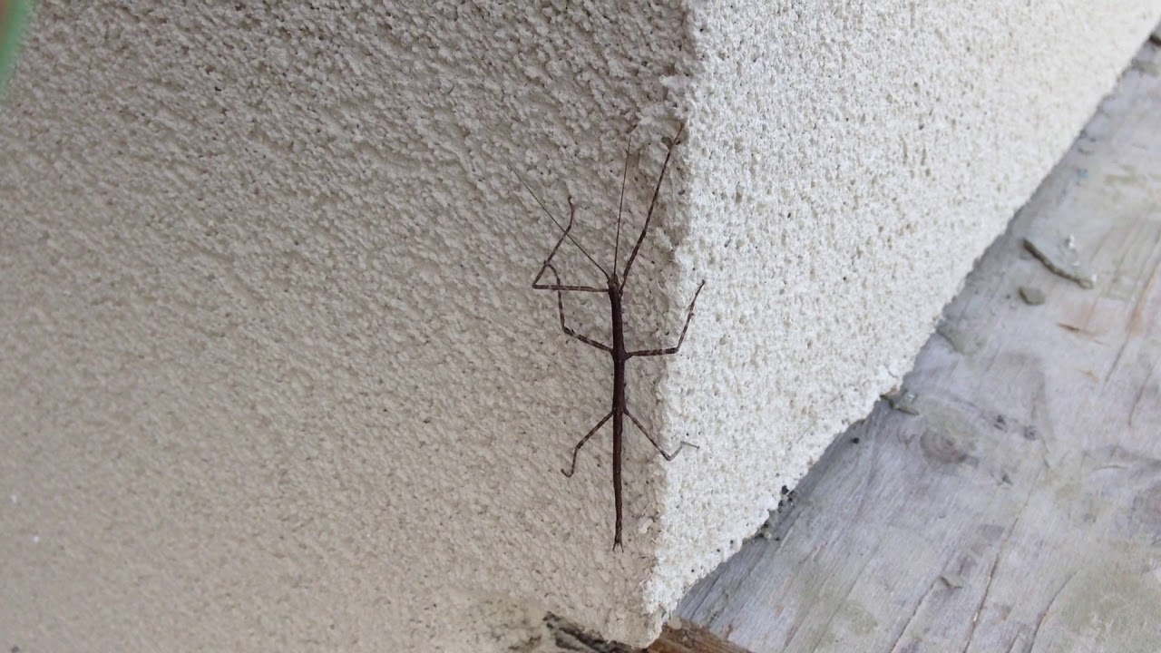 Stick bug climbing up the wall - YouTube