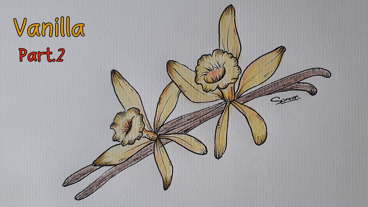 How to Draw Vanilla Flower Part.2 - YouTube