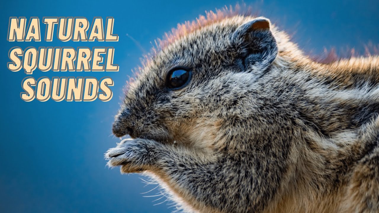 Natural Squirrel Sounds Effect Video By Kingdom Of Awais - YouTube