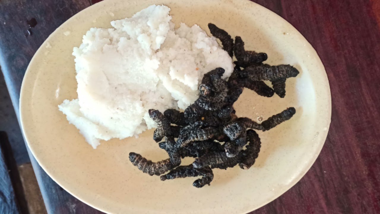 COMIDA POPULAR DE ZIMBABWE "MOPANE WORM CON SADZA" - YouTube