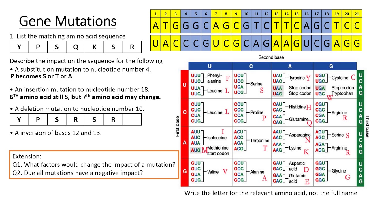 A-level Biology Mutations - YouTube
