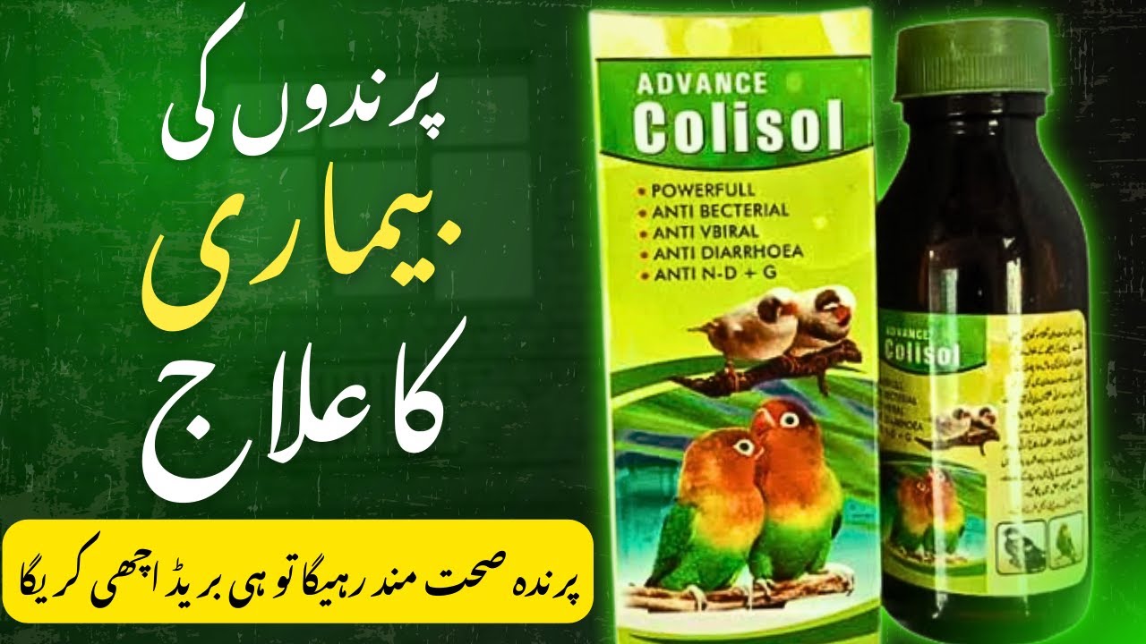 COLISOL parindon ki tamam bimariyon ka ilaj. Urdu / Hindi - YouTube