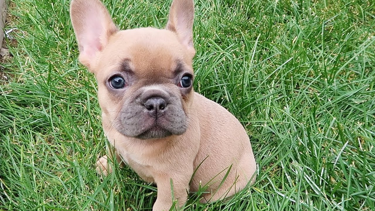 CUTEST FRENCHIES PLAY OUTDOORS!! - YouTube
