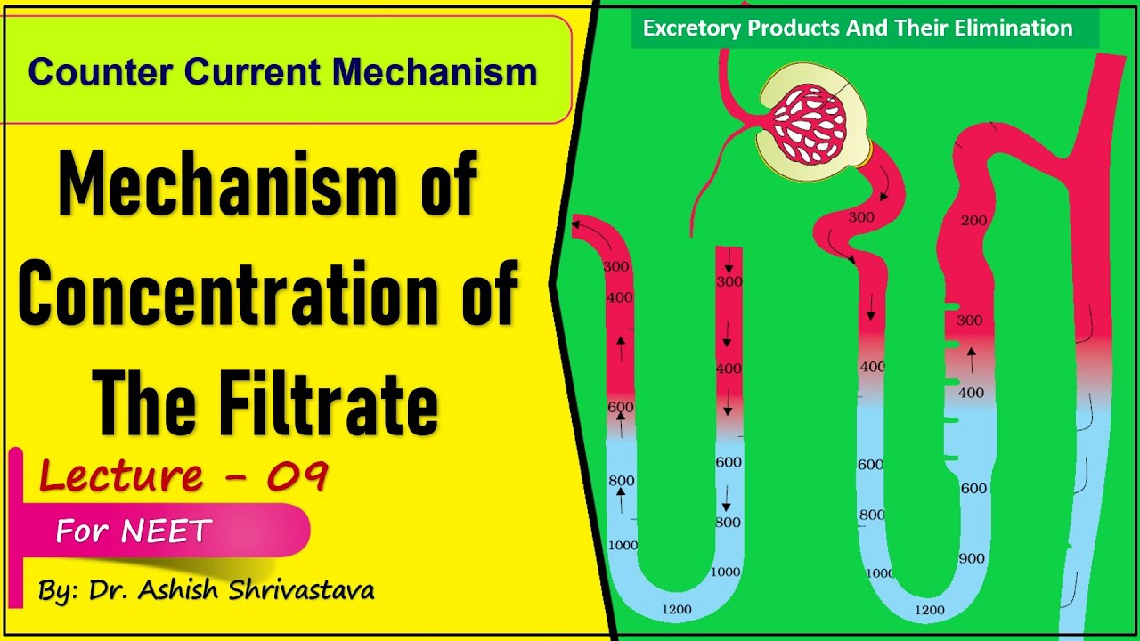 Mechanism Of Concentration Of The Filtrate | Counter Current Mechanism ...