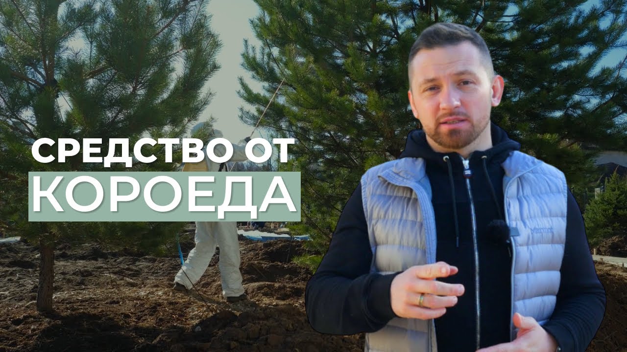 Средство от короеда. Препарат "Клипер" #обработкаоткороеда - YouTube