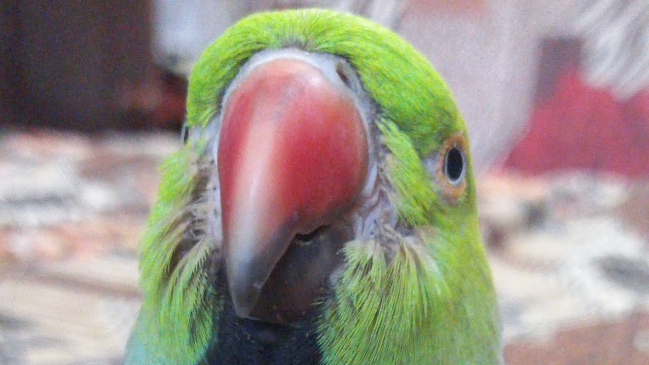 Indian Ringneck Parrot Talking Rose-ringed parakeet || Mithu ka Mood ...