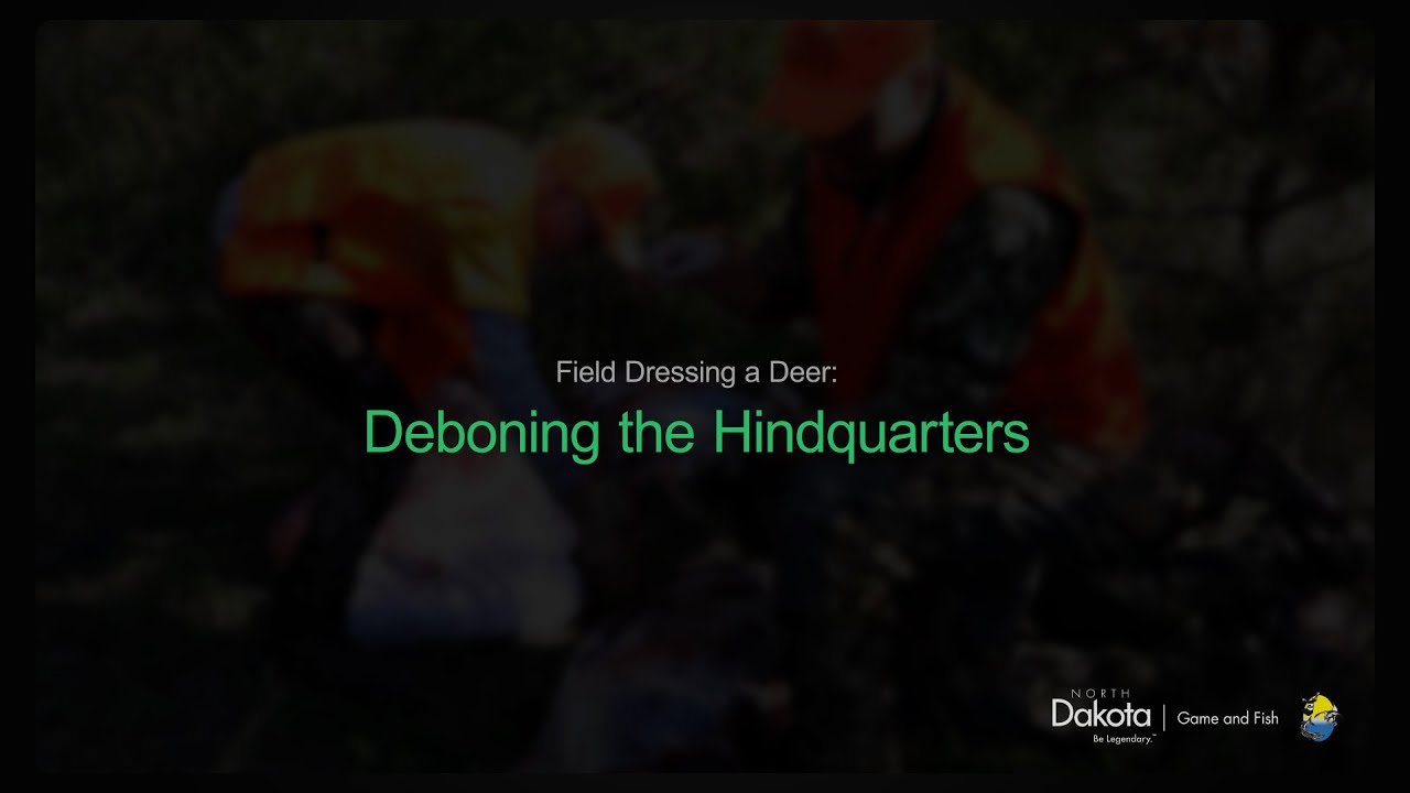 Field Dressing A Deer: Deboning the Hindquarters - YouTube